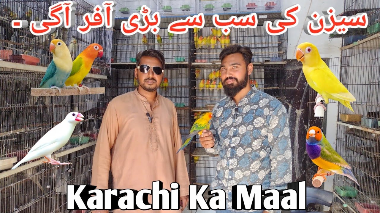 Visit Birds Paradise Cage Shop | Albino Red Eyes , Sun Conure , Red Lory , Fawn Java , Grey ...