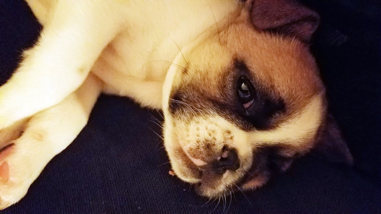 George the French Bulldog: Scared of the Stairs - YouTube