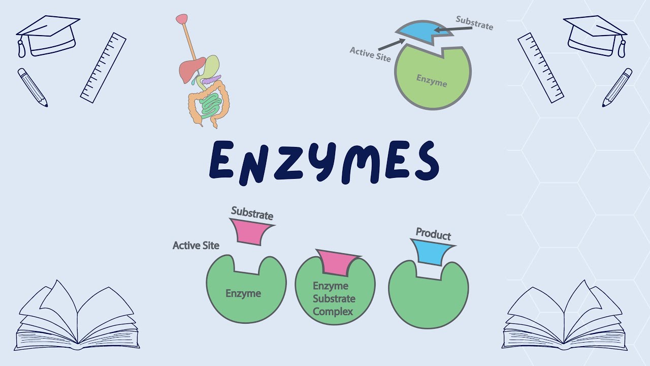 Enzymes GCSE Biology (9-1) | Quick Learning | Education Always - YouTube