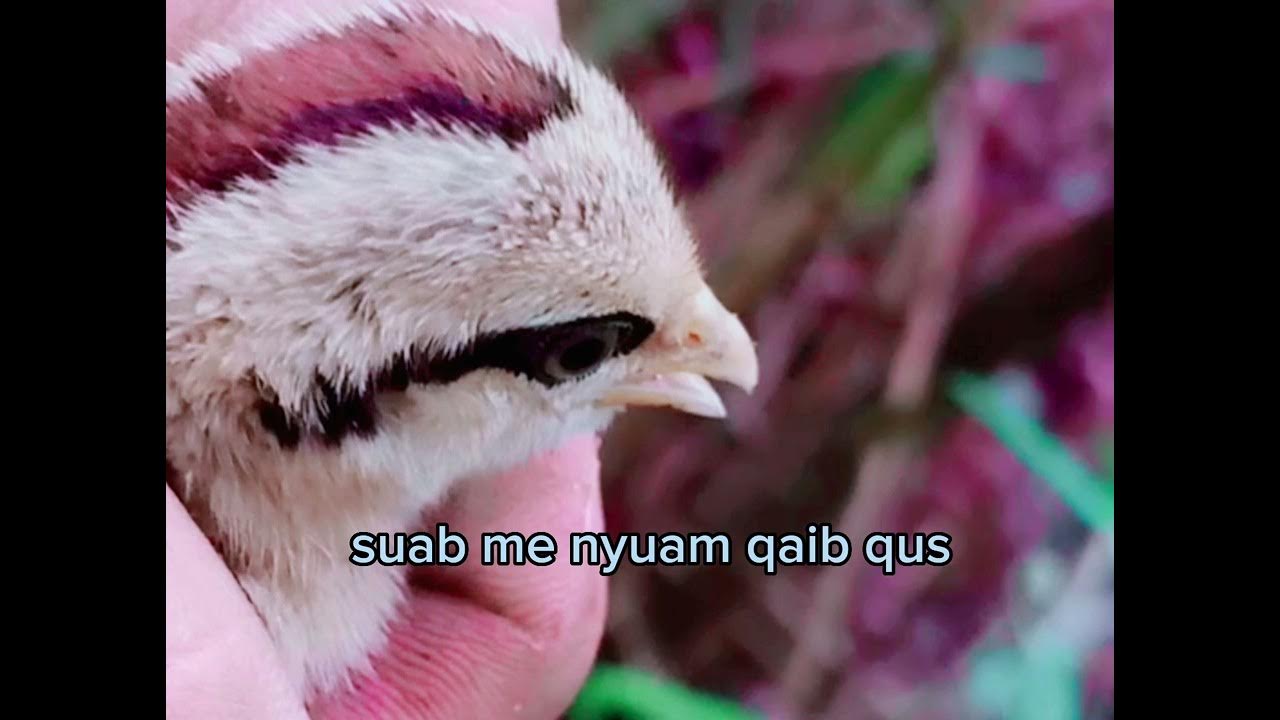 suab me nyuam qaib qus - YouTube