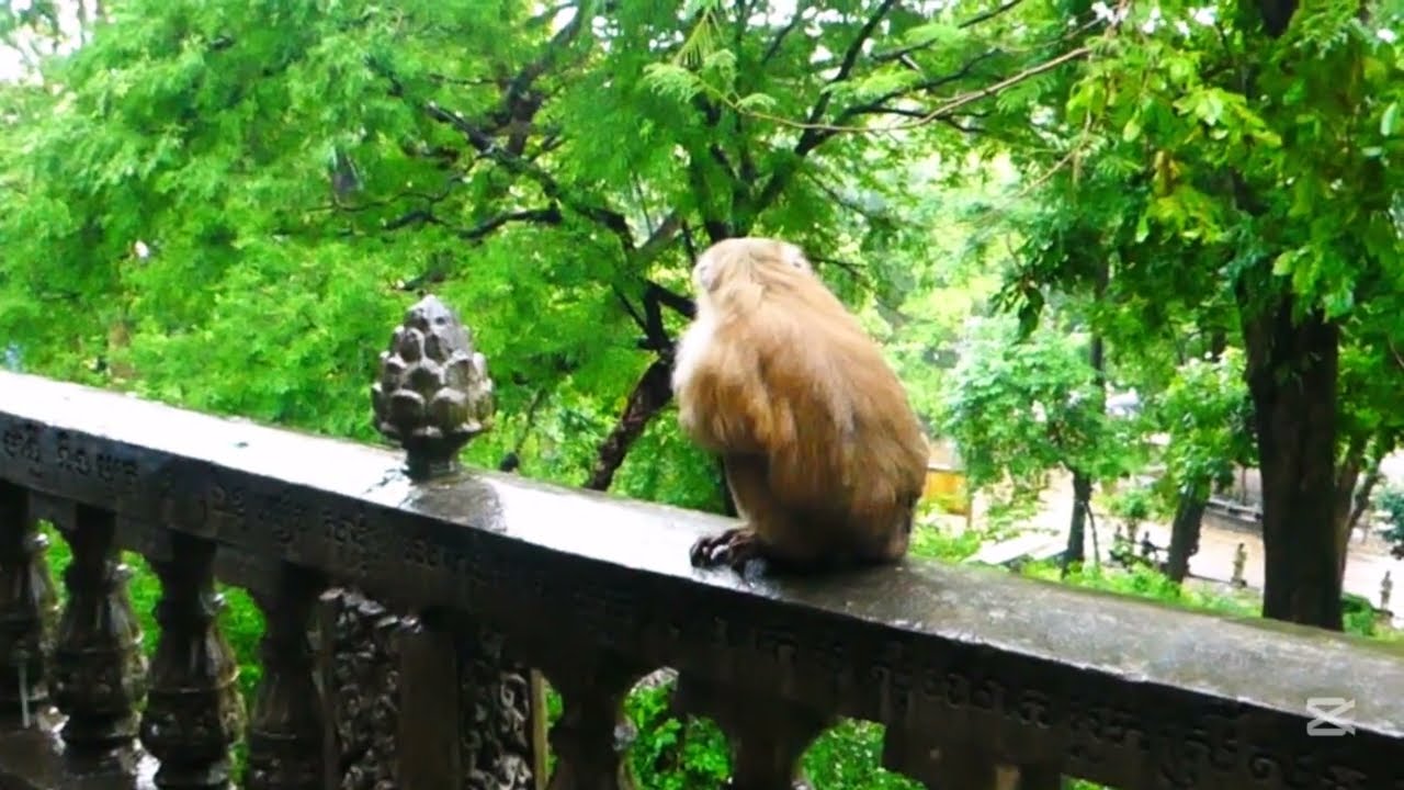 Unbelievably, many monkeys are training for a swimming competition ...
