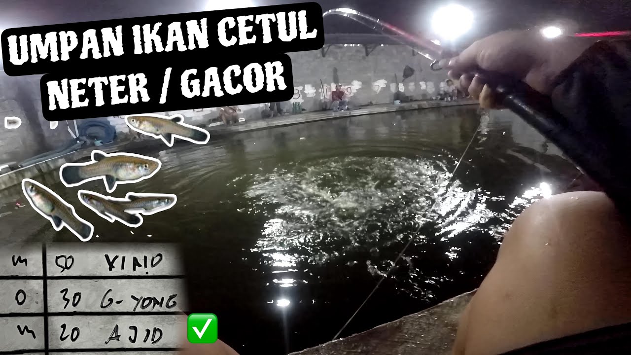 Galatama Bawal Dengan Umpan Cetul Gacor Parah..!!! - YouTube