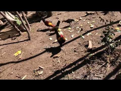 Peb mus saib Qaib nawb Qaib zoo nkauj heev li os . - YouTube