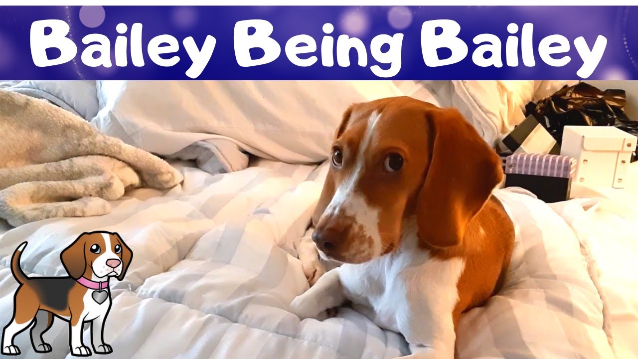 Up Close & Personal with Bailey - Bailey Being Bailey - YouTube