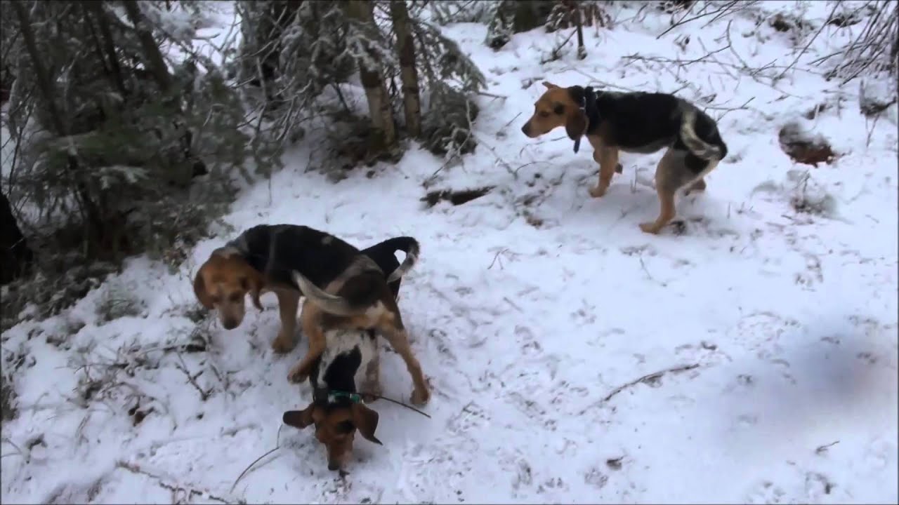 Snowshoe Hare Hunting With Beagles 12/13/15 - YouTube