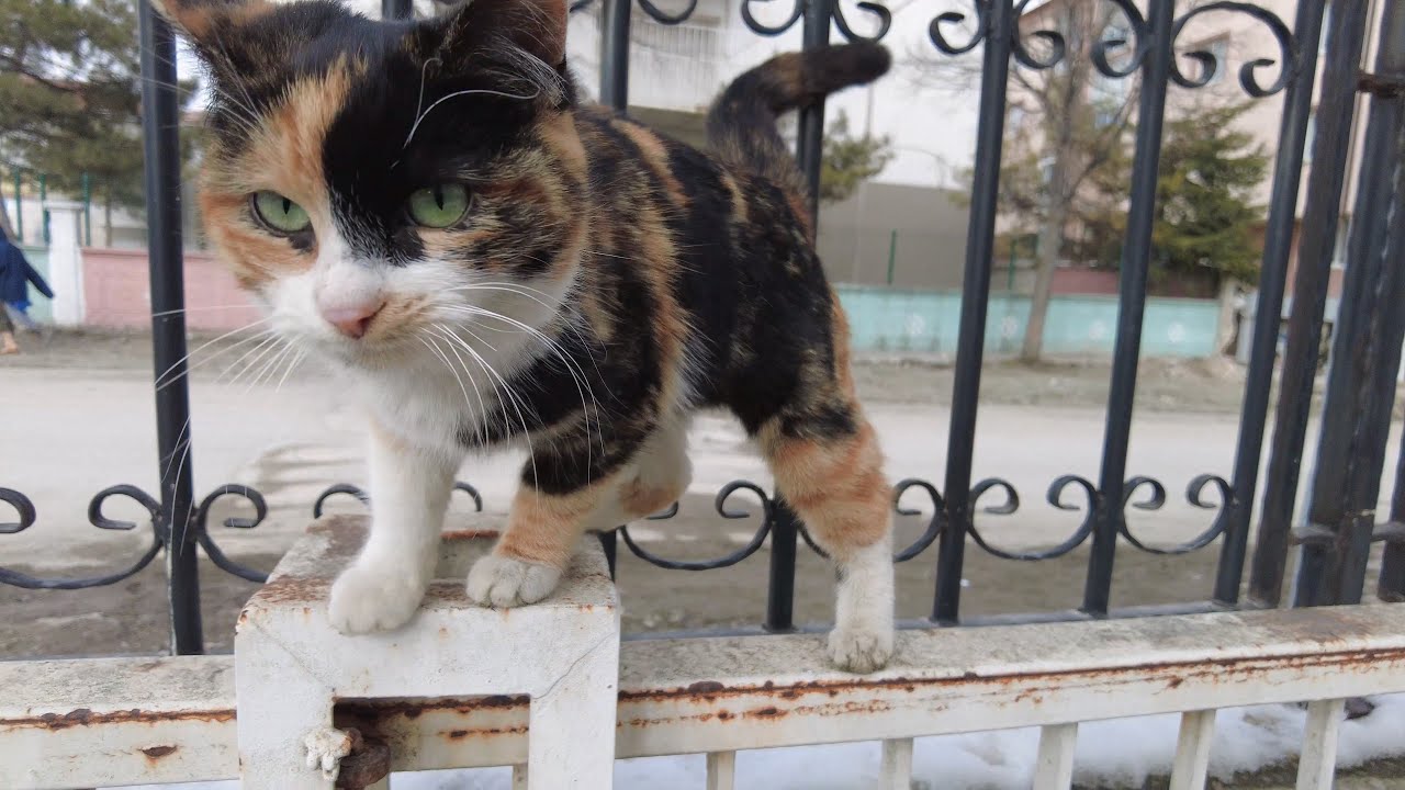 Cute Meowing Calico Cat Wants Food - YouTube