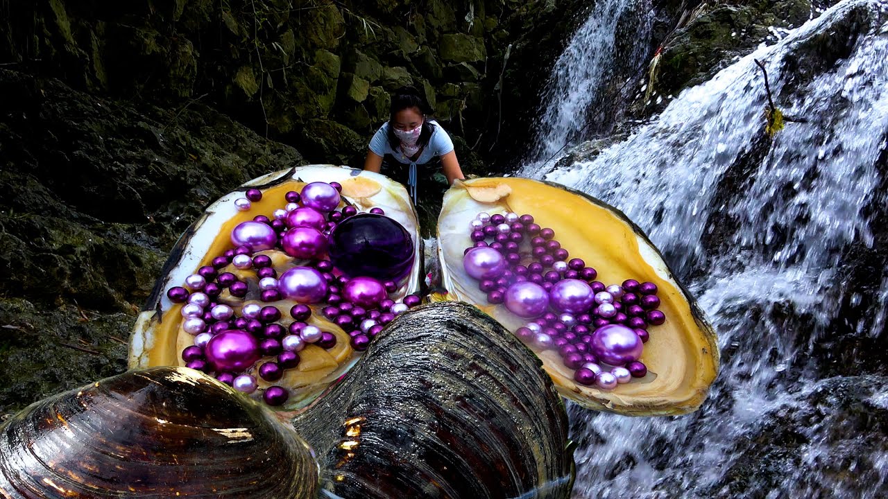 Giant clams growing in high mountain waters, nurturing extraordinary ...
