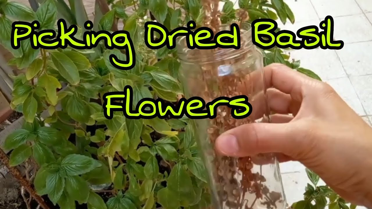 Picking Dried Basil Flowers From My Basil Plant #spice #aromatic # ...