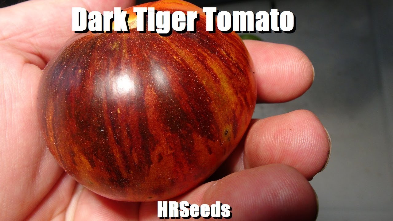 Dark Tiger Tomato | Solanum lycopersicum | Tomato Review - YouTube