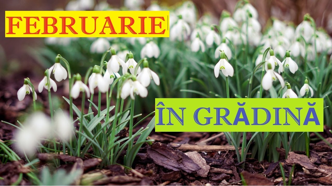 Calendarul lunii Februarie. Ce semănăm în februarie/ ce lucrări ...