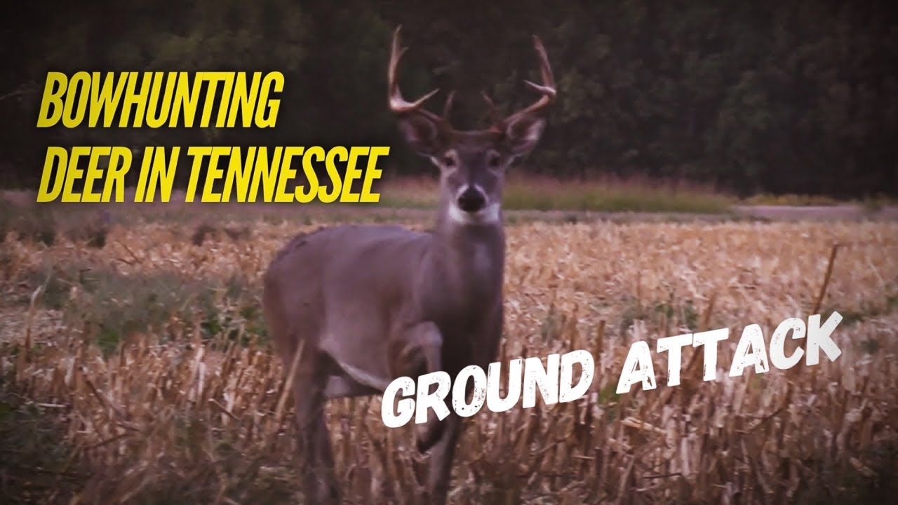 Bowhunting Deer in Tennessee - Ground Attack - YouTube