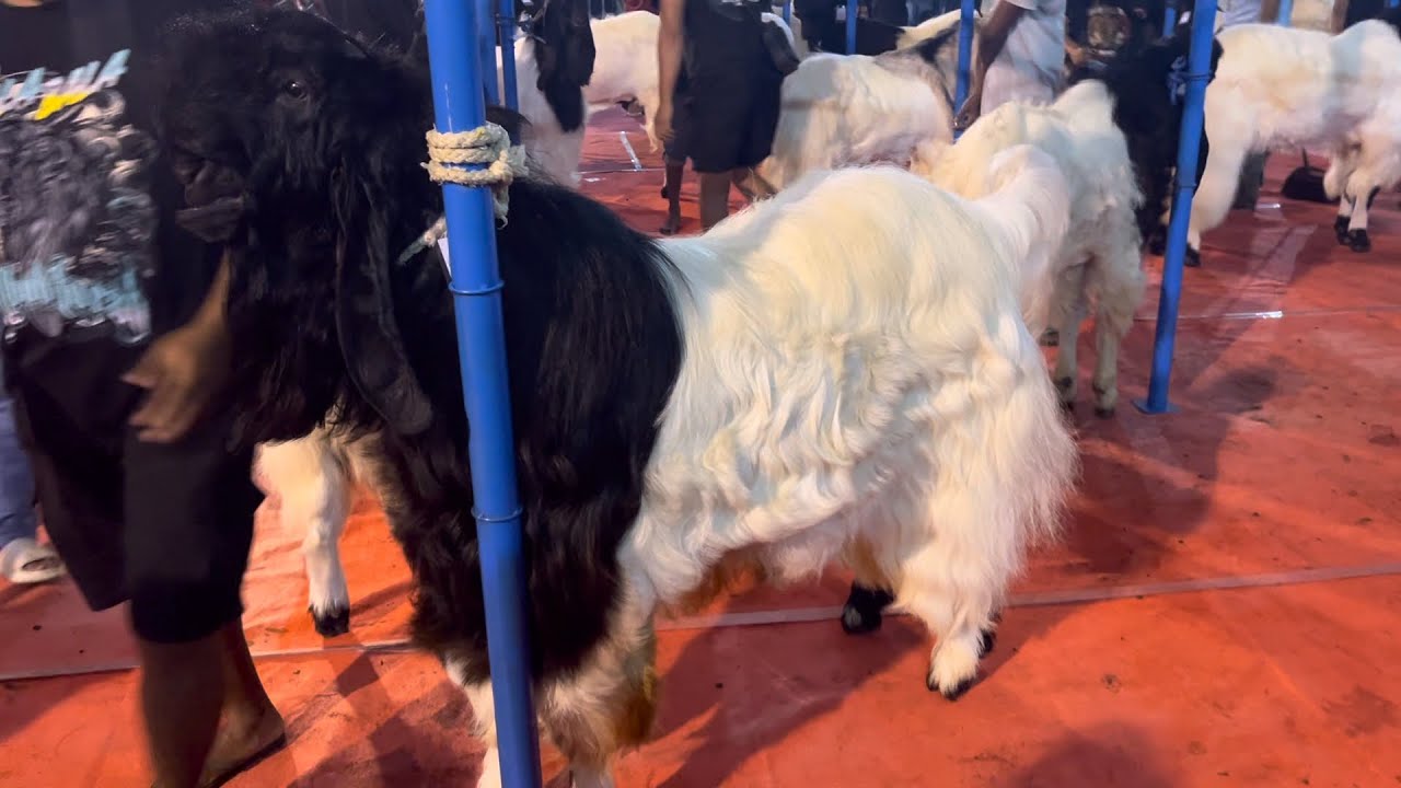 Jamnapari goat show in India | The Kings of the goat Wolrd - YouTube