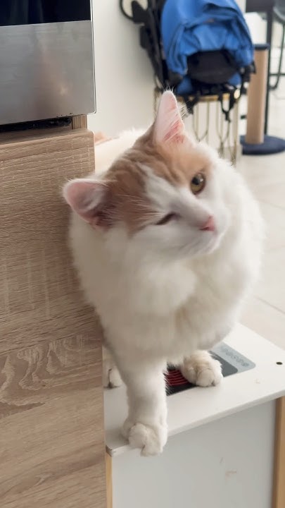 When my cat wants cuddles #cats #cattherapy #calm #cute #cutecat - YouTube