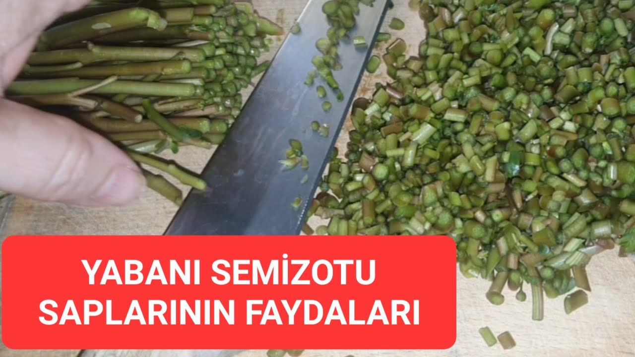 Yabani semiz otu saplarının faydaları ve bazı tarifler (pirpirin)tarifi ...