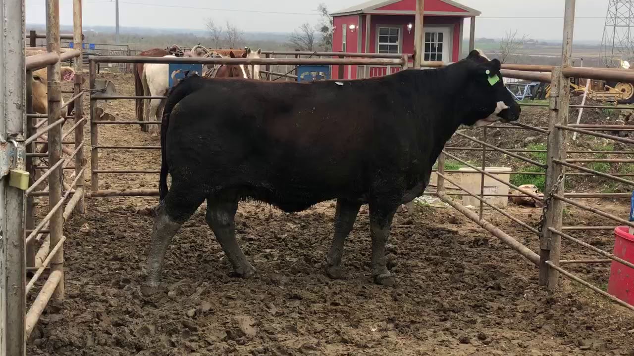 Bred Black Motley Face Cow, #18797 | Cattle for sale - YouTube