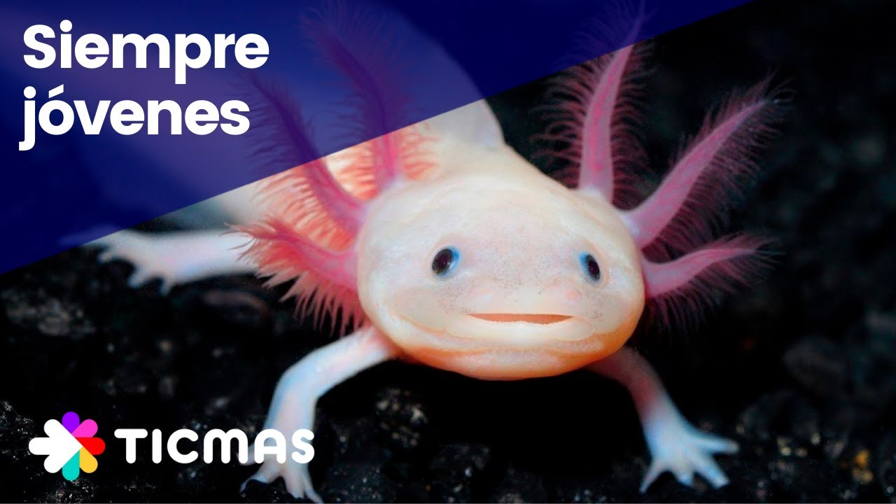 ¿Qué es un Axolotl o Ajolote? Explicación en 1 MINUTO - YouTube