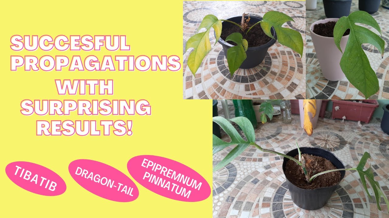 Successful Propagations With Surprising Results - Tibatib aka Dragon ...
