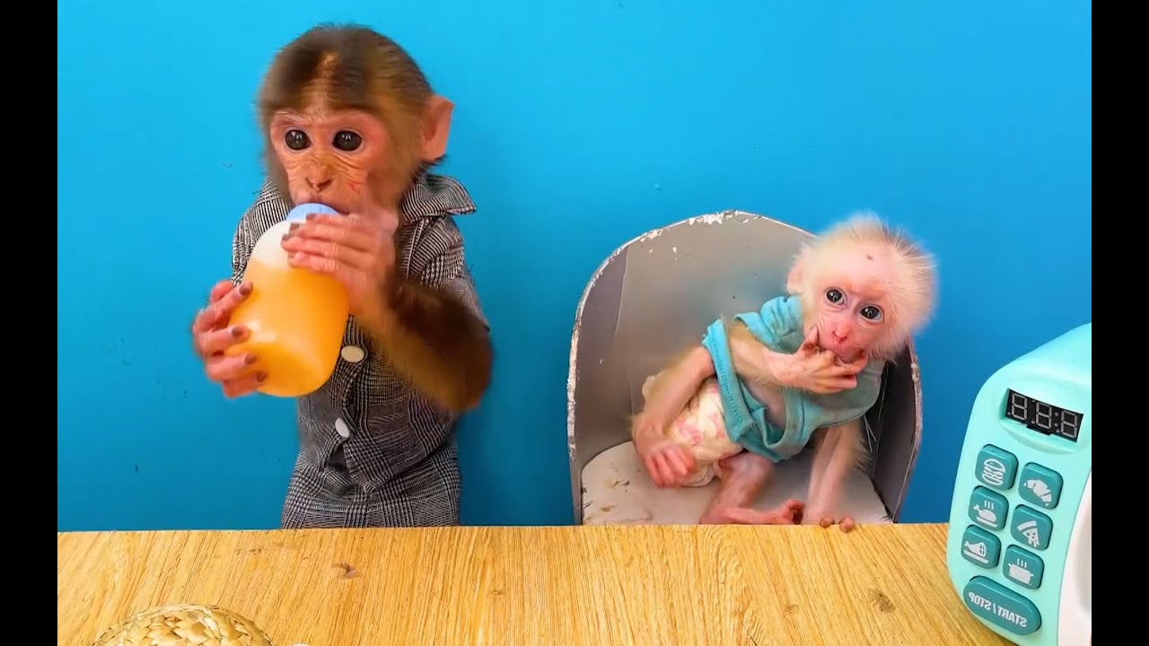 Little monkey BoBo obedient helps dad take care of the baby monkey ...