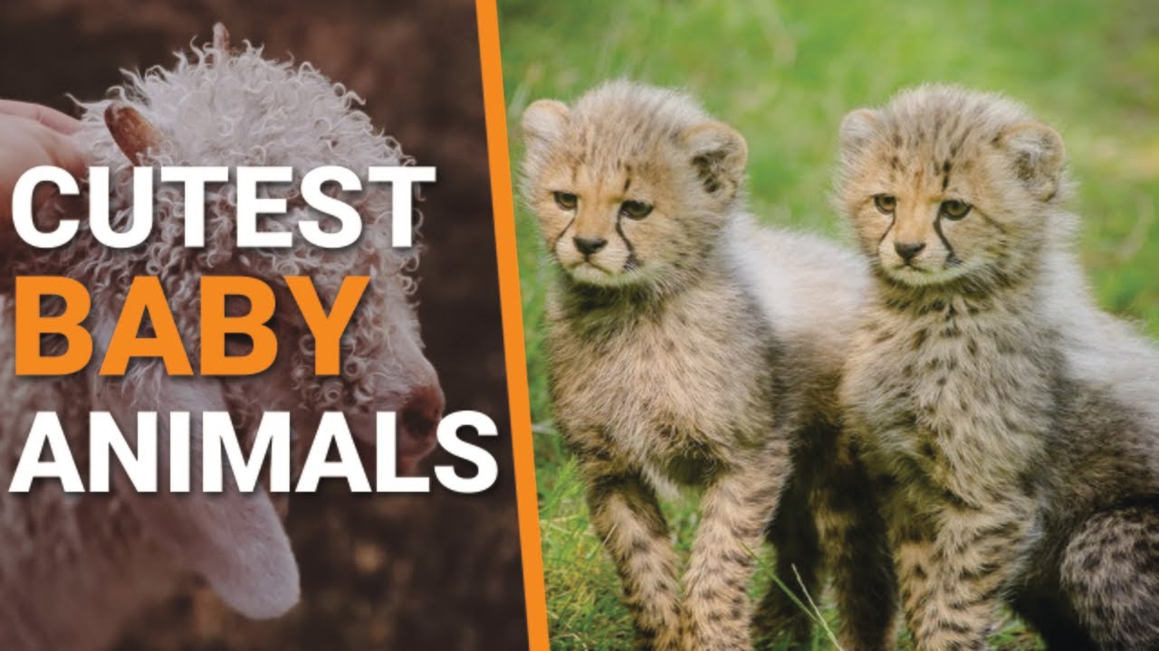 Best baby Animals Around The World For Kids - YouTube