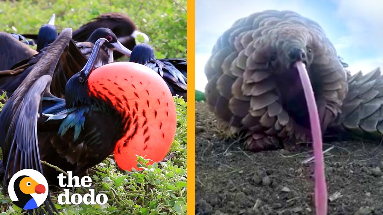 This Bird Can Blow Up Like a Balloon & Other Amazing Animal Super ...