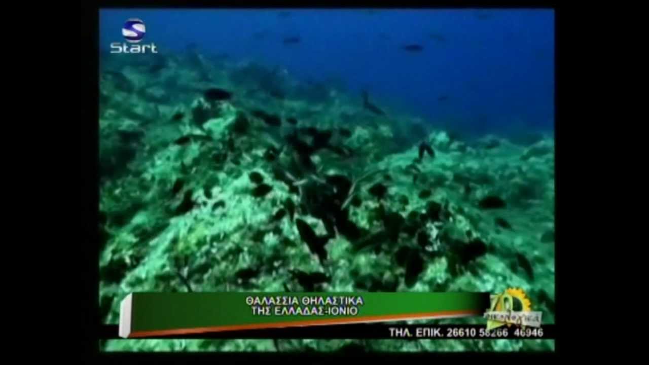 ΘΑΛΑΣΣΙΑ ΘΗΛΑΣΤΙΚΑ ΤΗΣ ΕΛΛΑΔΑΣ (και ΤΟΥ ΙΟΝΙΟΥ) - YouTube