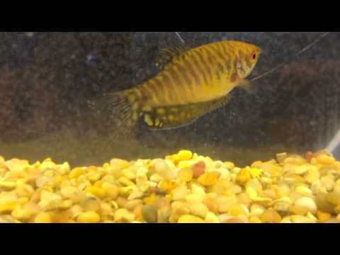 Fish Movement Science Project - YouTube