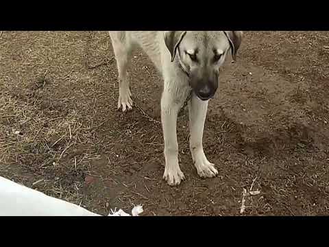 CRAZY KANGAL DOGS / ANATOLİAN SHEPPERD DOG / QURDBASAR ALABAİ