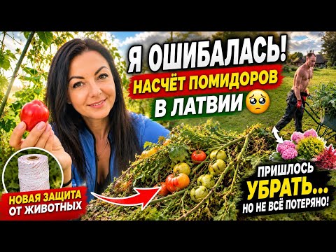 Я ОШИБАЛАСЬ НАСЧЁТ ПОМИДОРОВ В ЛАТВИИ 😔 Пришлось всё убрать…