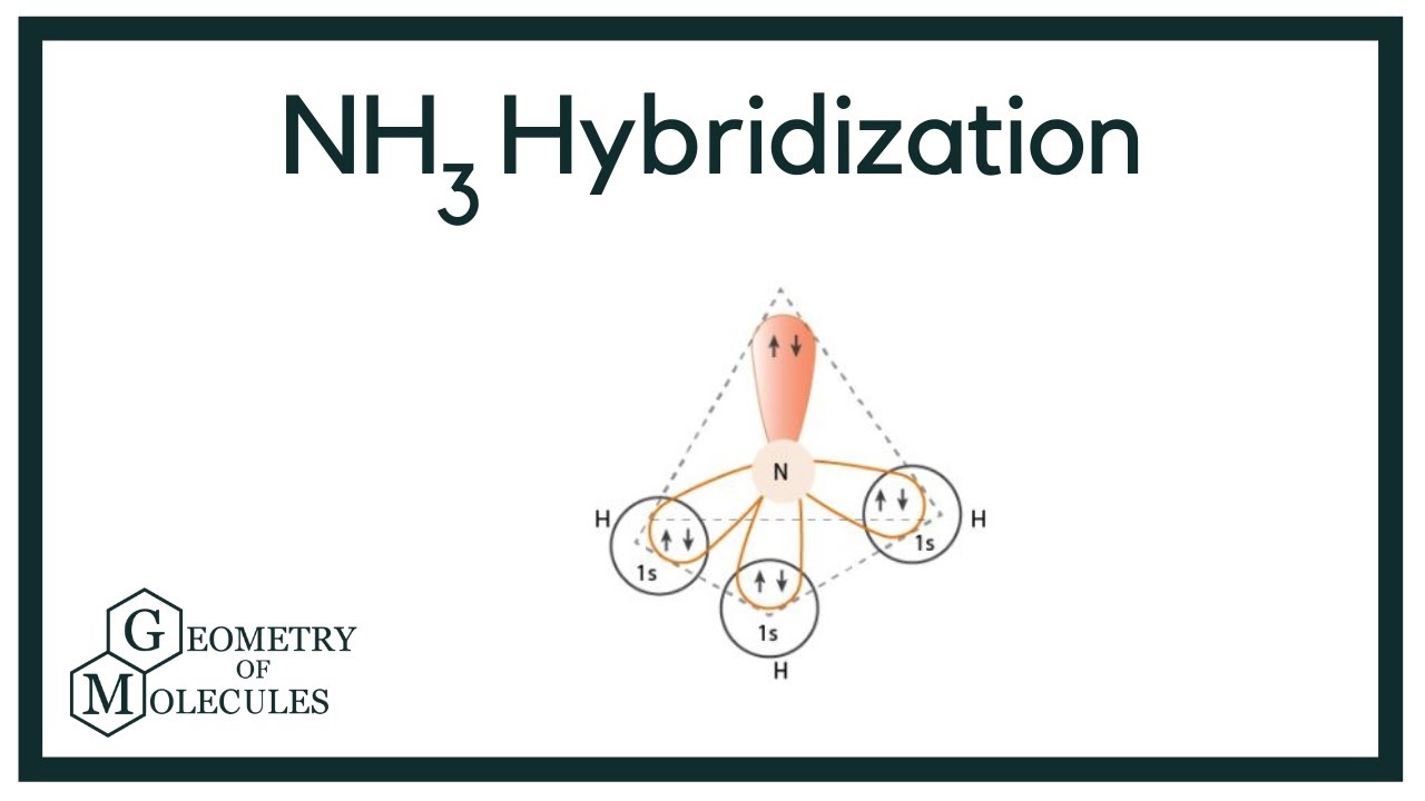 Hybridization of NH3 (Ammonia) - YouTube
