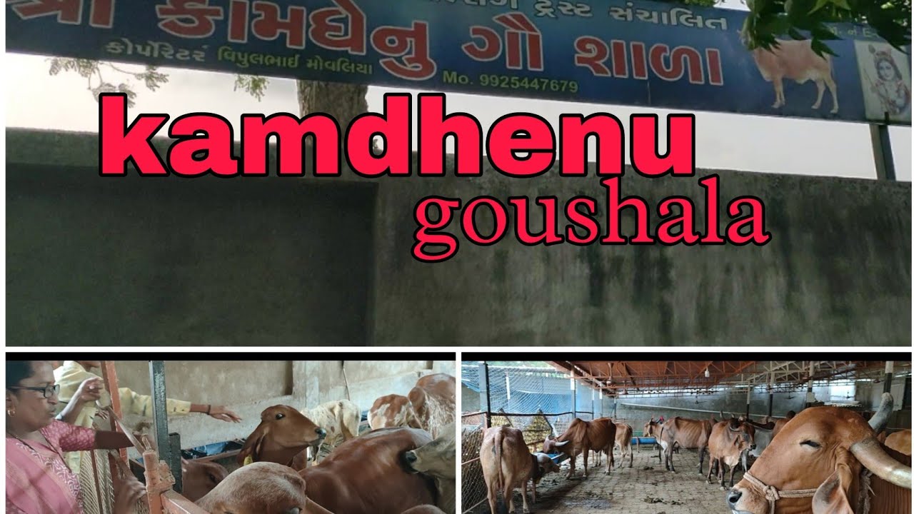goushala Kamdhenu gaushala Surat kosad - YouTube