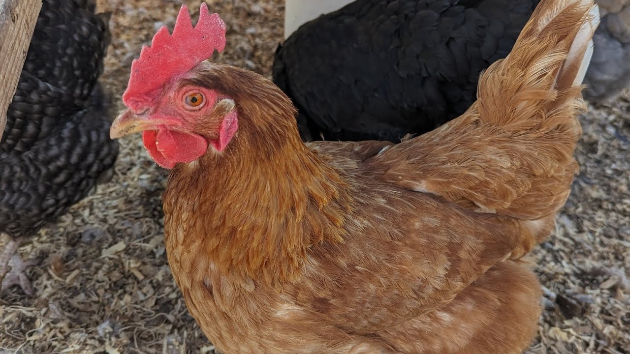 Meet my flock (Danielle) - YouTube