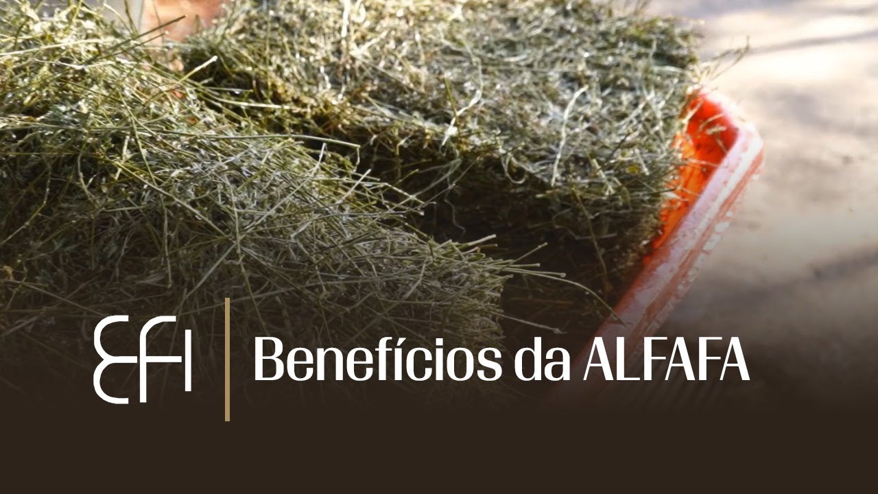 Porque dar alfafa pro cavalo - YouTube