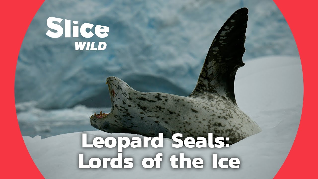 The Apex Predators of the Antarctic Coast | SLICE WILD - YouTube