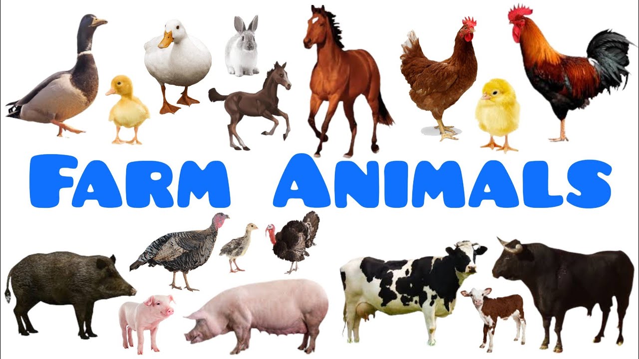Farm animals in English | Improve and expand your English vocabulary ...