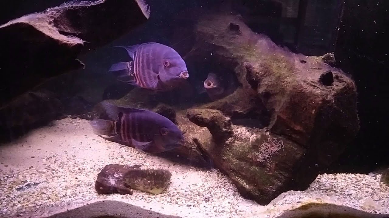 Heros liberifer (Inirida red) - YouTube