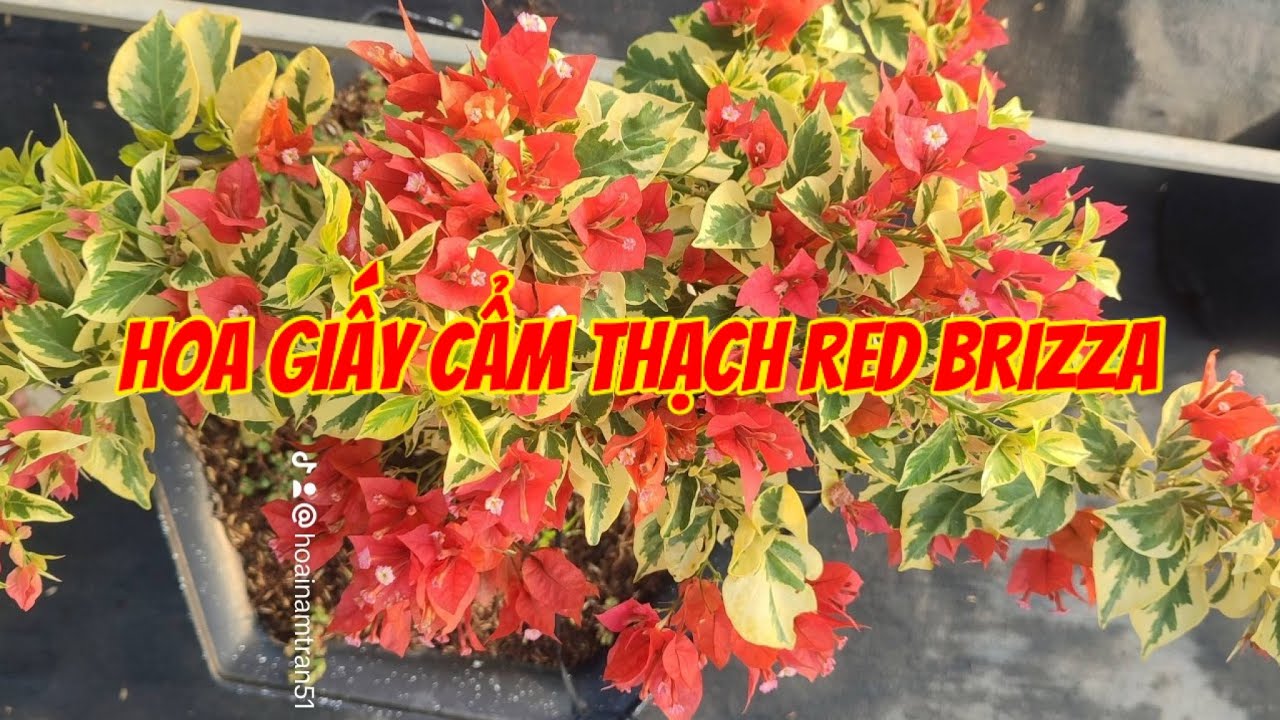 21/6/2024 HOA GIẤY CẨM THẠCH ĐỎ RED BRIZZA GIỐNG MỚI HOA ĐẸP SIÊNG HOA ...