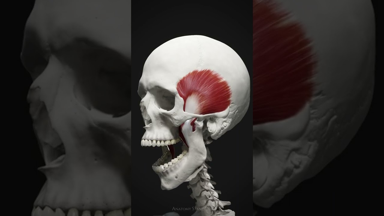 The primary muscles of mastication - YouTube