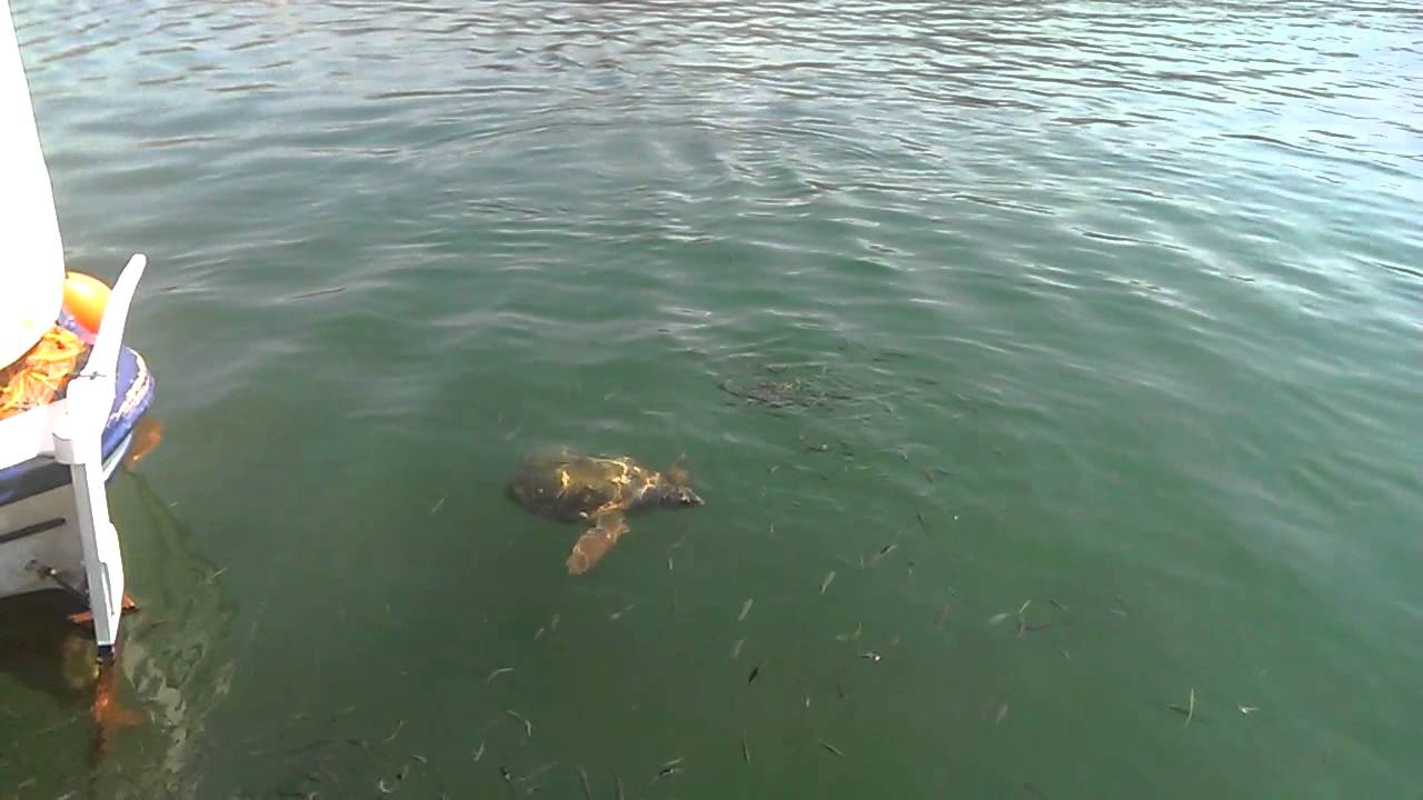 Turtles in Argostoli, Kefalonia - YouTube