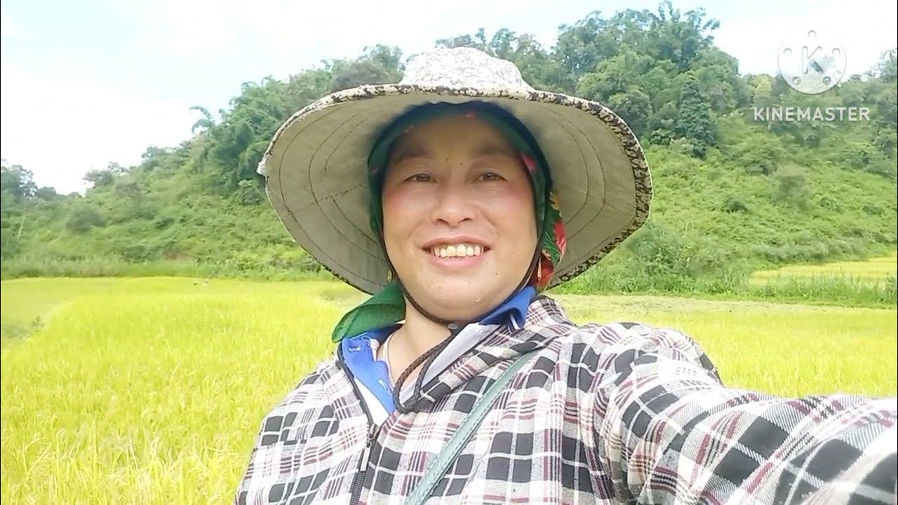 Hnub no mus nrog dab laug lawv hlais nplej lom zem kawg - YouTube