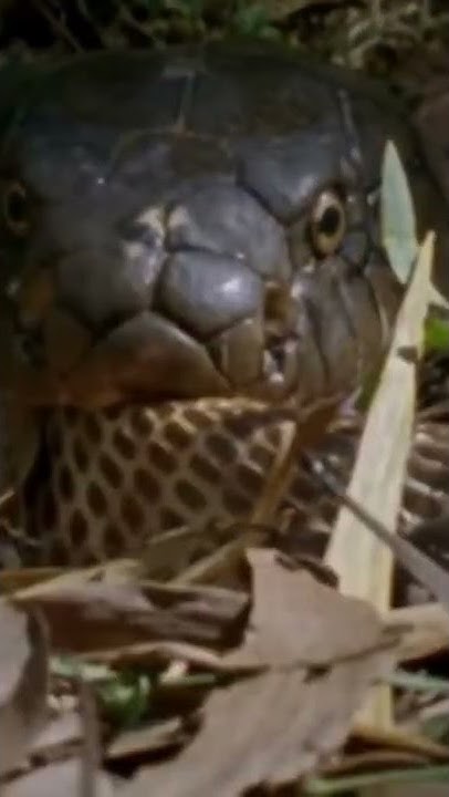 king cobra eating another snake - YouTube