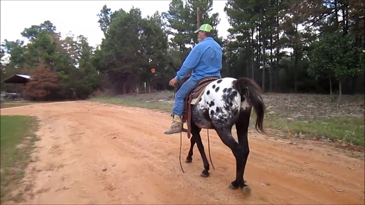 Beautiful Blanketed Appaloosa Gelding For Sale, Gentle and Smart - YouTube