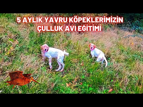 Yavru Köpeklerimizin Çulluk Avı Eğitimi - Çulluklar Geliyor