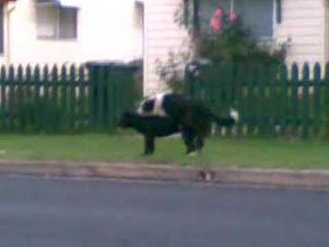 Dogs shagging - YouTube