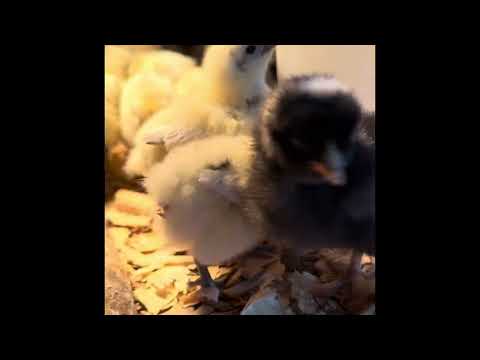 They are chipper this morning! - YouTube