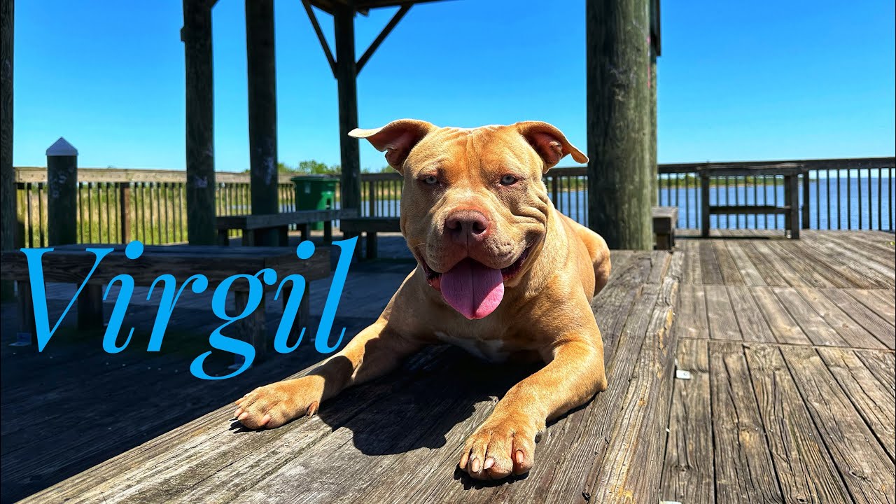 9mo XL Bully(Virgil) | 2 Week Board and Train | Best Dog Trainers in ...