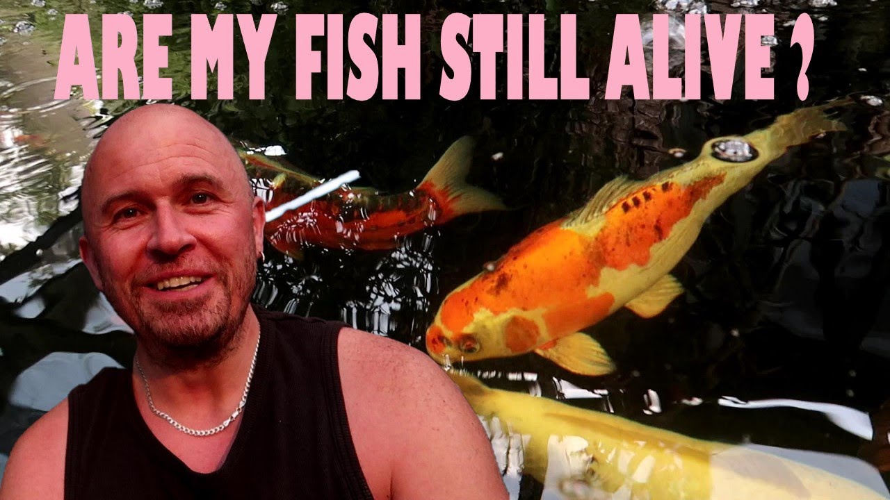 Back To My Pond After A Holiday **Are My Fish Still Alive?** - YouTube