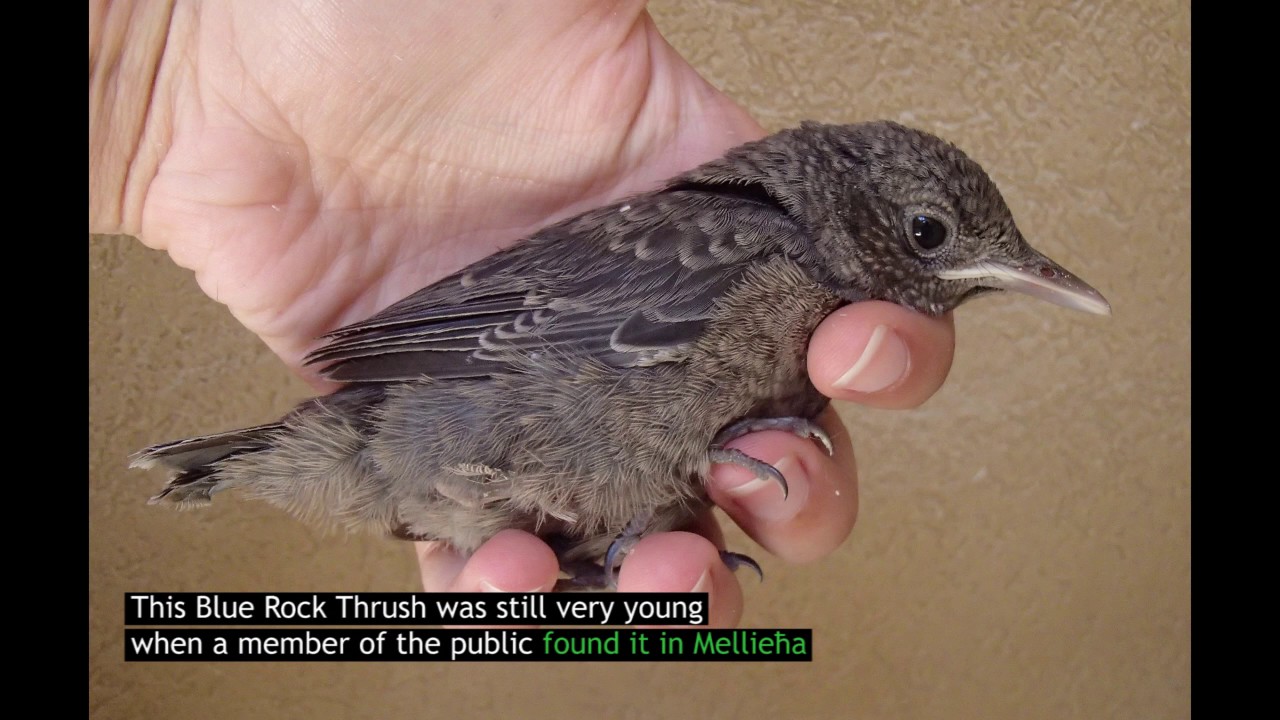 First ever Blue Rock Thrush rehabilitated by BirdLife Malta - YouTube