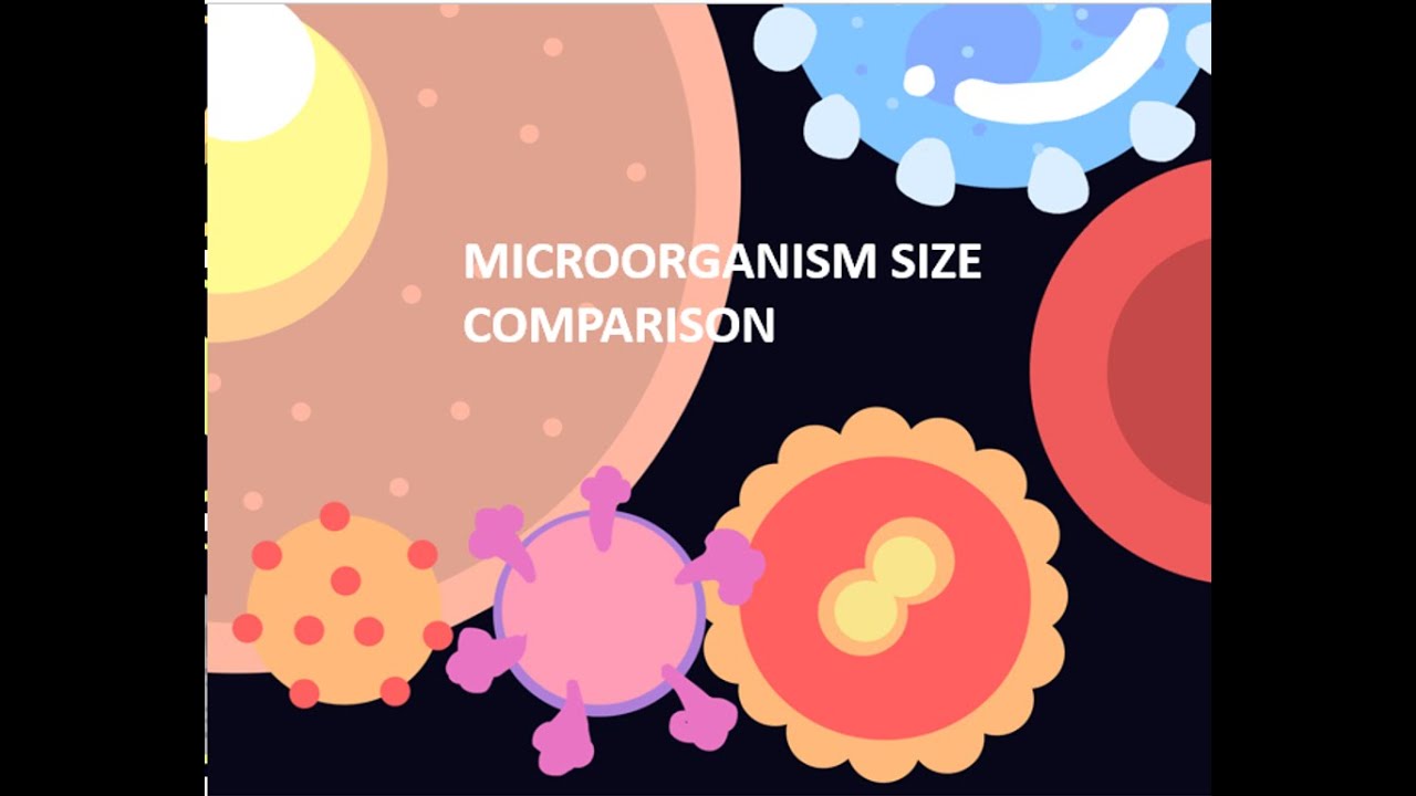 Microorganism size comparison - YouTube