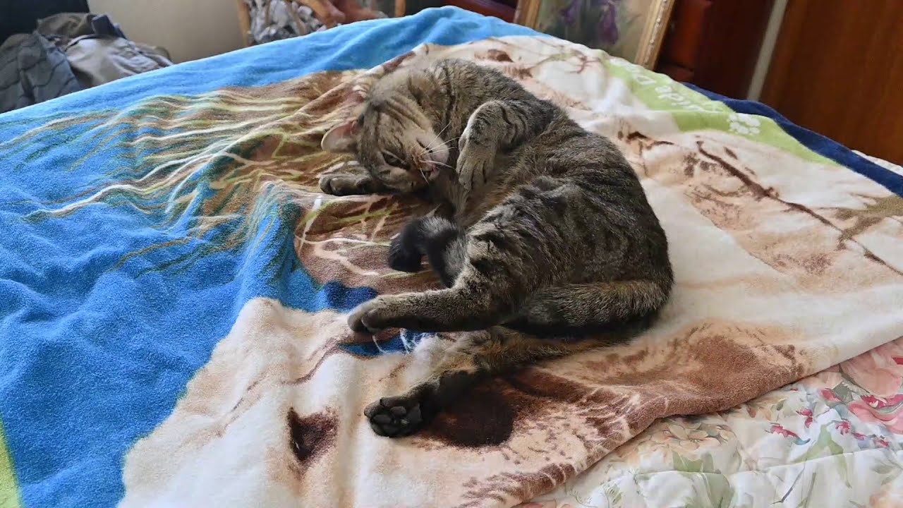 The Procrastinating Cat - YouTube