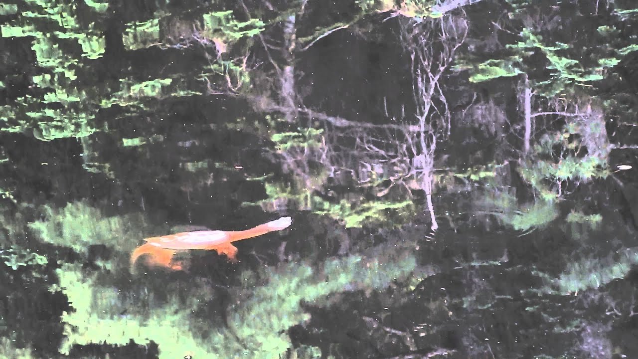 Painted Turtle eating leeches off Snapping Turtle - YouTube